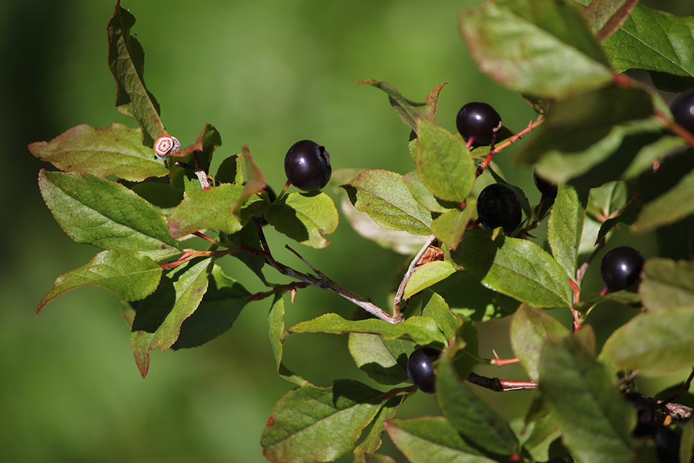 Huckleberry Gathering | The Cowlitz Indian Tribe